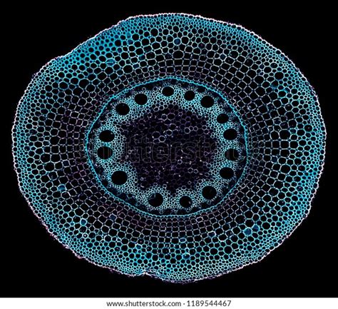 Root Cross Section Cut Under Microscope Stock Photo 1189544467 Shutterstock