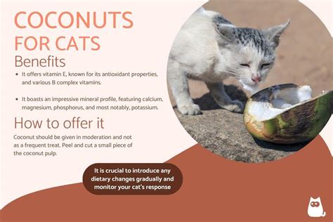 Can Cats Eat Coconut Benefits Risks And Safe Ways To Treat Them