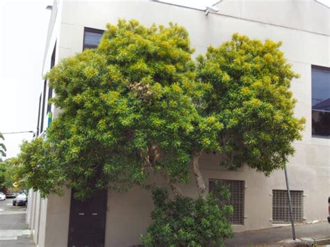 Anguss Top Ten Small Australian Trees Gardening With Angus