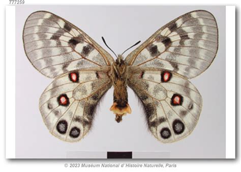 Parnassius I Imperator Type Specimens