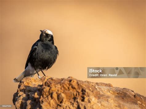 야생 남부 이스라엘에서 흰 왕관 휘더 새의 고립 된 클로즈업 초상화 0명에 대한 스톡 사진 및 기타 이미지 0명 갈색 검은새 Istock