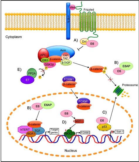 Participation Of Hpv Oncogenes At Different Levels Of Wntβ Catenin Download Scientific Diagram