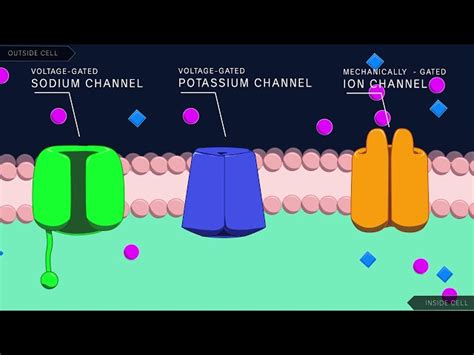 Neuron Action Potential Made Easy Neurons Action Potential Neuron