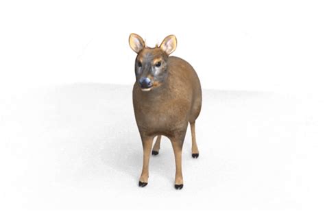 Pudu Meme Pudu Discover And Share S