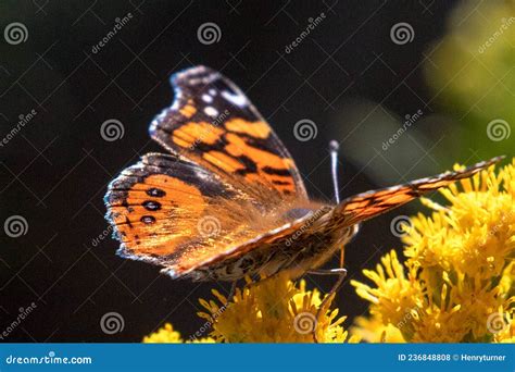 Monarch Butterfly Lit Up By The Sun In Pismo Beach Monarch Butterfly Grove On The Central Coast