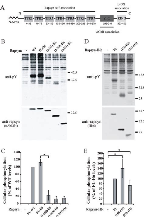 Rapsyn C Terminal Domains Are Necessary And Sufficient For Kinase Download Scientific Diagram