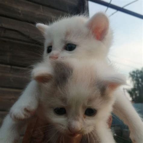 Adorable Kittens Playing Outside