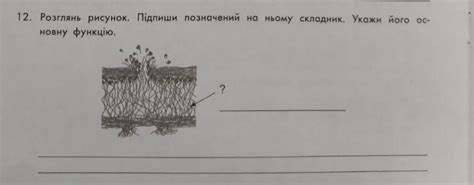 даю 20 балов 12 Розглянь рисунок Підпиши позначений на ньому складник Укажи його ос новну