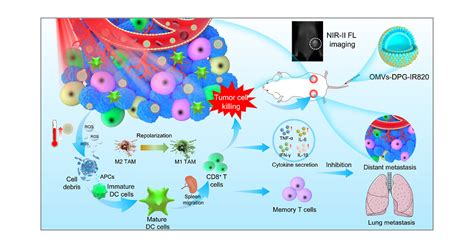 Bioorthogonal Engineering Of Bacterial Outer Membrane Vesicles For Nir