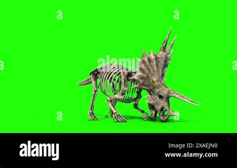 triceratops skeleton attacks front jurassic world green screen 3d