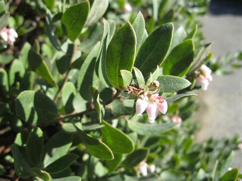 Arctostaphylos ‘pacific Mist Sloat Garden Center