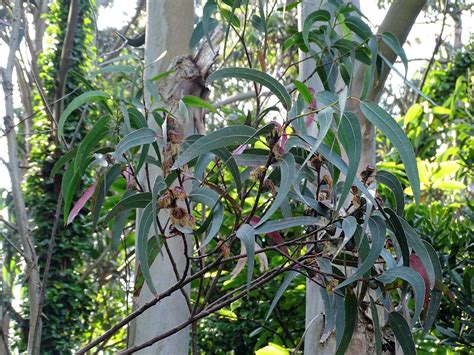 Эвкалипт шариковый - Eucalyptus globulus - ORGANICLAWN