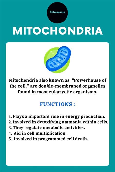Mitochondria The Powerhouses Of The Cell