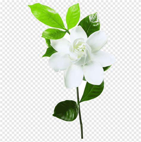 Baru Gambar Ilustrasi Bunga Melati Gambar Ilustrasi
