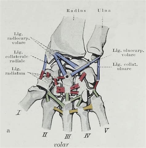 Radial Deviation Archives Anatomy Note
