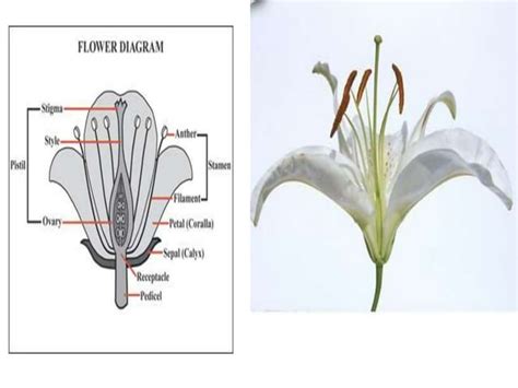 Sexual Reproduction In Flowering Plants PPTX Reproductive Health Diseases And Conditions