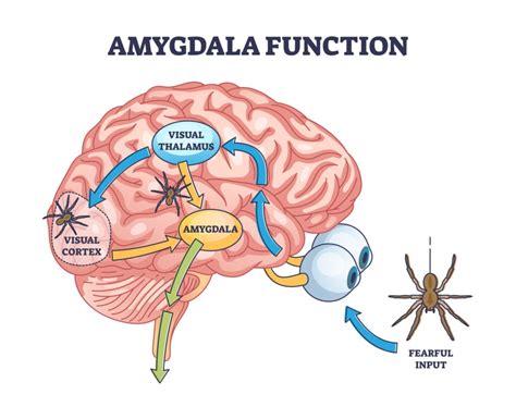Parts Of The Brain Amygdala Your Brain On Uncertainty The