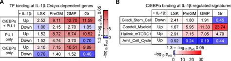 Il 1β Cebpa Dependent Genes Are Highly Enriched For C Ebpα And Pu 1 Download Scientific Diagram