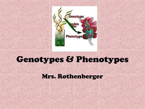 Ppt Genotypes And Phenotypes Powerpoint Presentation Free Download Id3197188