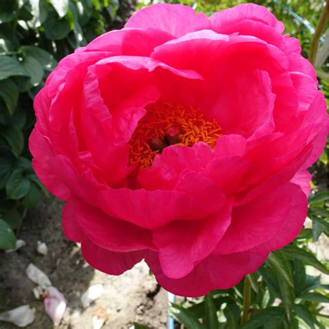 Cytherea Floriday