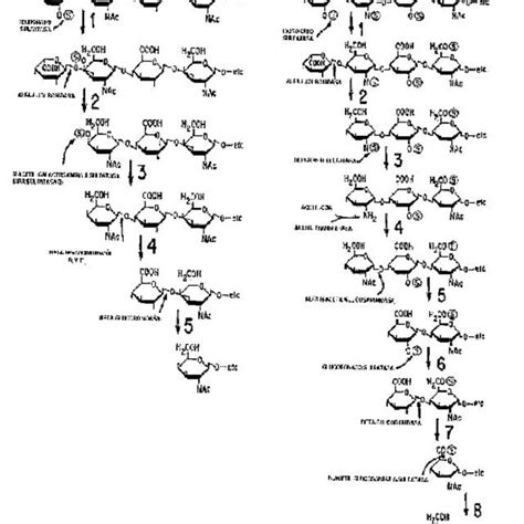 Download Scientific Diagram Diagram Scientific Math
