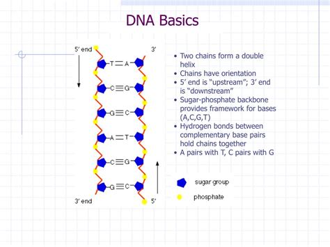 Ppt Sequence Features Of Dna Binding Sites Reveal Structural Class Of Associated Transcription