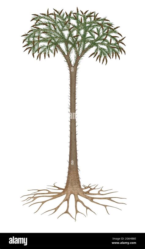 Lepidodendron Tree