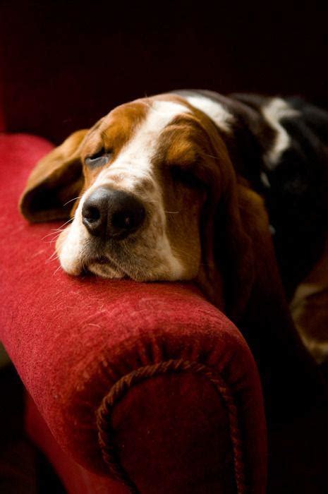 Sleeping Basset Hound Rsleepinganimals