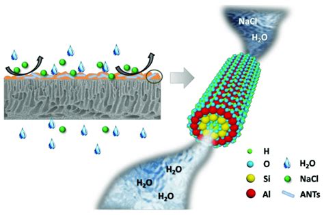 Schematic Illustration For Tfn Membranes With Ants Embedded Pa