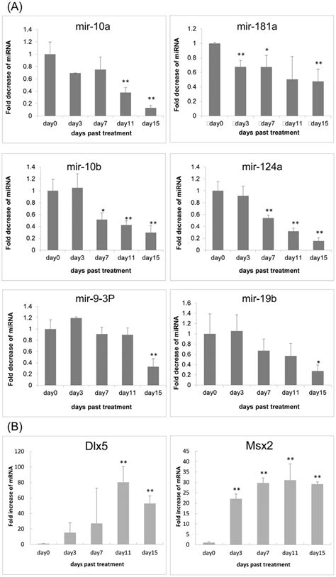 Expression Of Mirnas Targeting Dlx5 Or Msx2 And Levels Of Dlx5 And Msx2