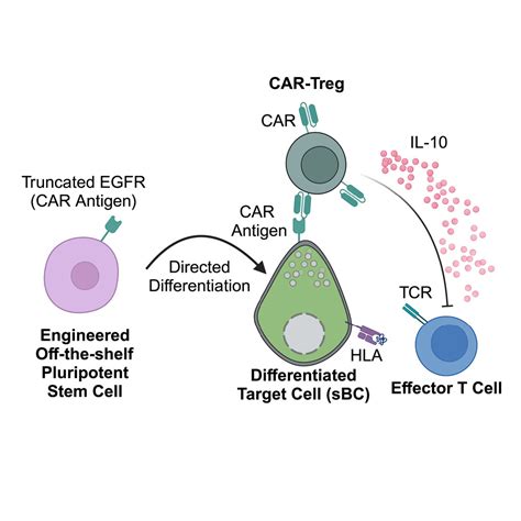 Combinatorial Genetic Engineering Strategy For Immune Protection Of Stem Cell Derived Beta Cells