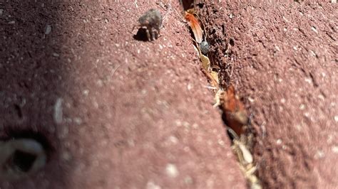 Whats This Jumpy Boy Cincinnati Ohio Rwhatsthisbug Whats This Jumpy Boy Cincinnati Ohio Rwhatsthisbug