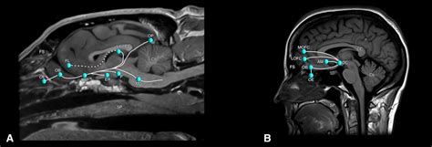 Dog Olfactory Receptors