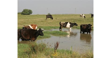 Стимулират фермери да свият производството на мляко