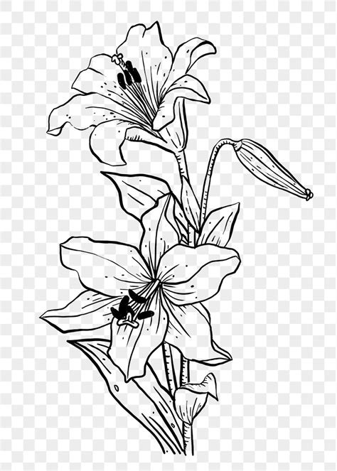 Free Lily Flower Clipart Download Free Lily Flower Clipart Png Images Free Cliparts On Clipart