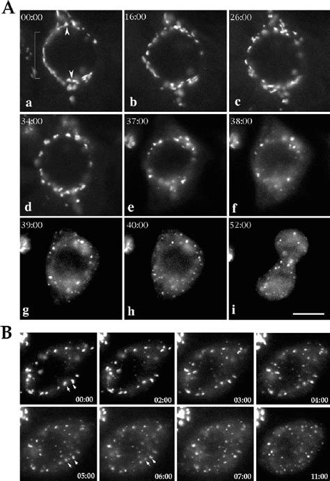 Figure 3 From An Ordered Inheritance Strategy For The Golgi Apparatus Visualization Of Mitotic