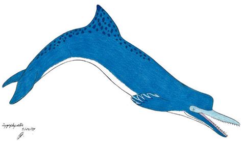 Explore The Best Zygophyseter Art Deviantart