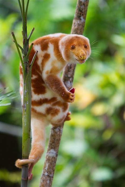 Пятнистый кускус Spilocuscus Maculatus Интересный контент в группе Удивительная природа