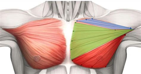 운동 해부학적으로 보기