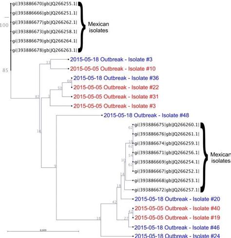 Phylogenetic Tree Of The Nts Region Of Brazilian And Mexican Isolates