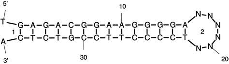 Two Complementary DNA Sequences Have Been Concatenated By Linking Them