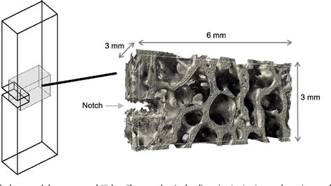 Figure 1 From Fracture In Porous Bone Analysed With A Numerical Phase