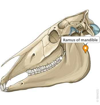 Ramus Of Mandible Vet Anatomy Imaios