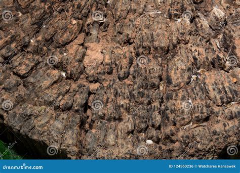 abstract from the tree trunk textures of tree trunk pattern of tree