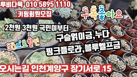 6월28일 판매영상2천원 국민이부터 로사로아철화구슬얽이금 루비다육 010 5895 1110 키핑회원모집 Youtube