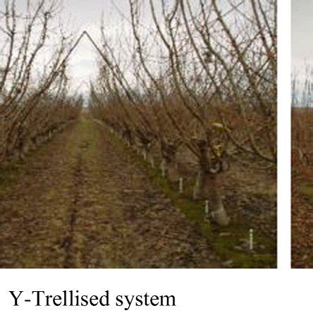 Examples Of Different Orchard Training Systems A Wall System B Download Scientific Diagram