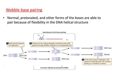 Spontaneous And Induced Mutations Pptx Chemistry Science