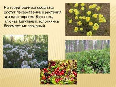 Какие растения произрастают на территории страны? >