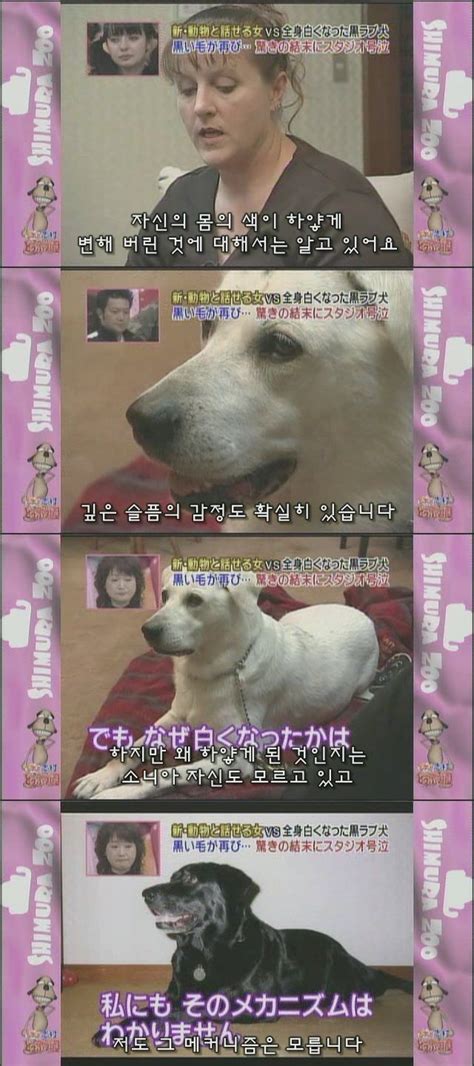 더쿠 일하다 우는사람된 흰 색 강아지가 되어버린 검은 강아지 이야기