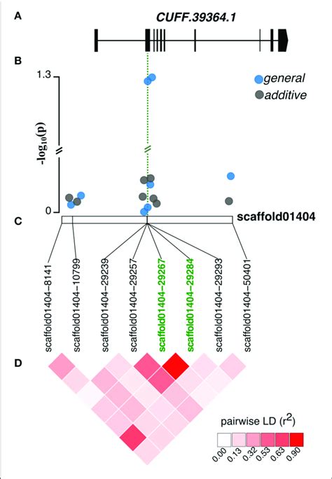 Snp Effect On Fruit Size A Candidate Gene Encoding A Chloroplast